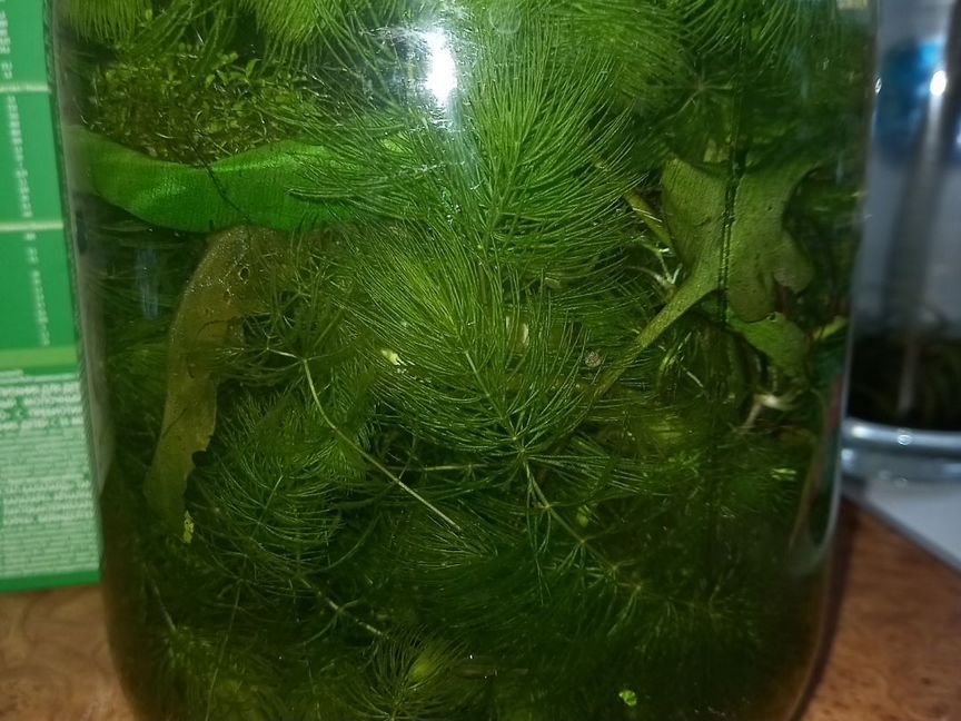 Роголистник, ряска, криптокорина