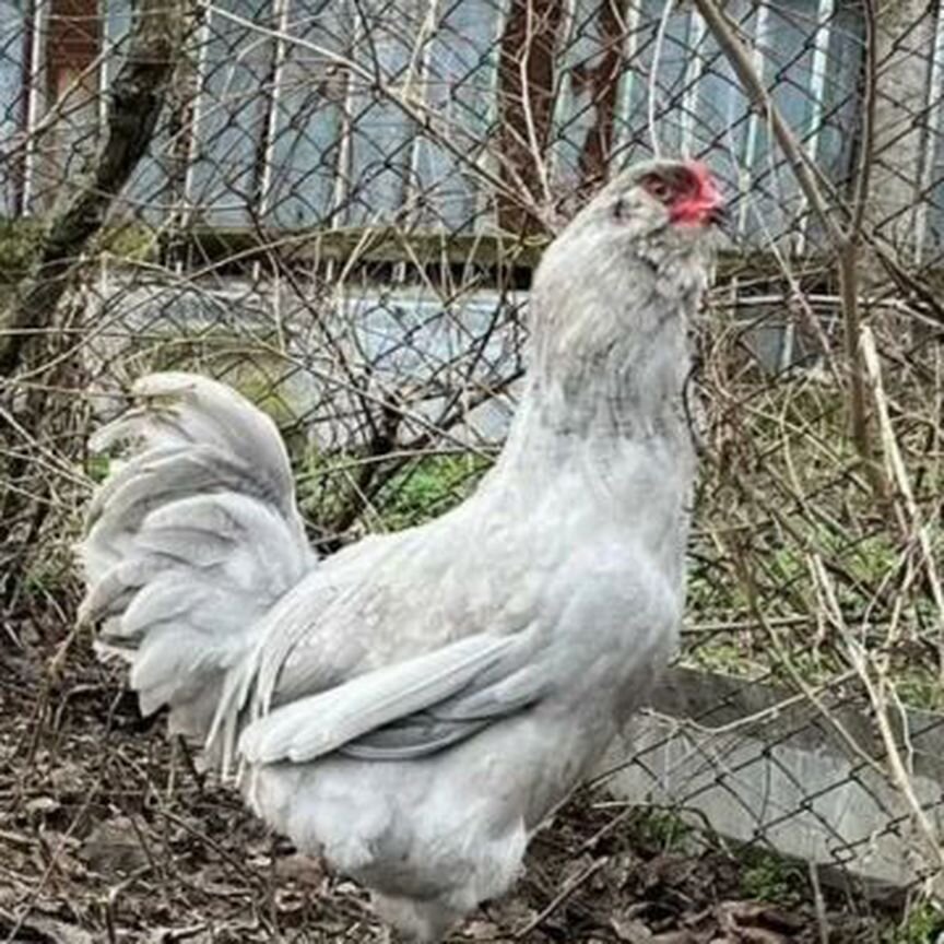 Петух Амерукана Лаванда