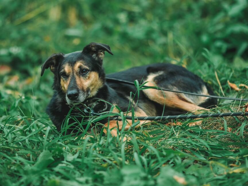 Нежная собака в добрые руки. Рэми