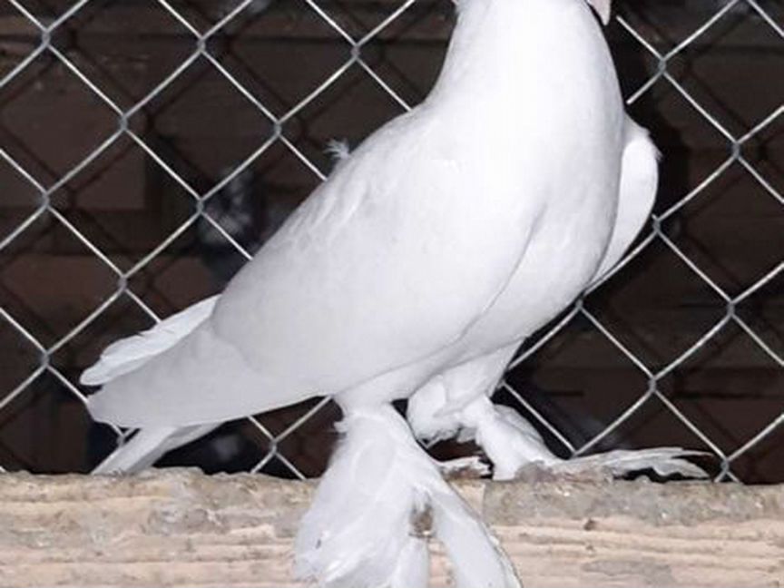 Голуби Ленинаканци и турецкая такла