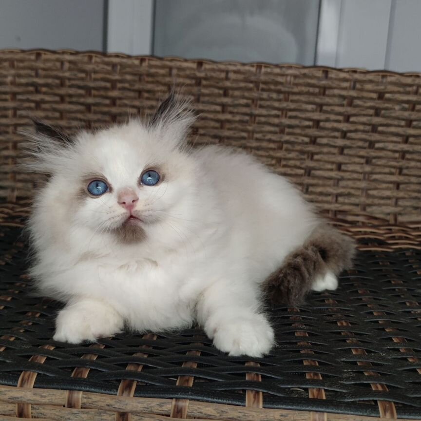 Дев, рэгдолл 2 мес, сил биколор