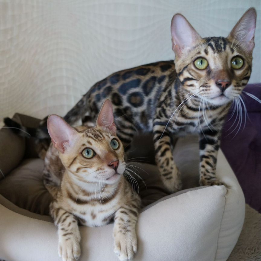 Шикарнейшие 2 бенгальских братика