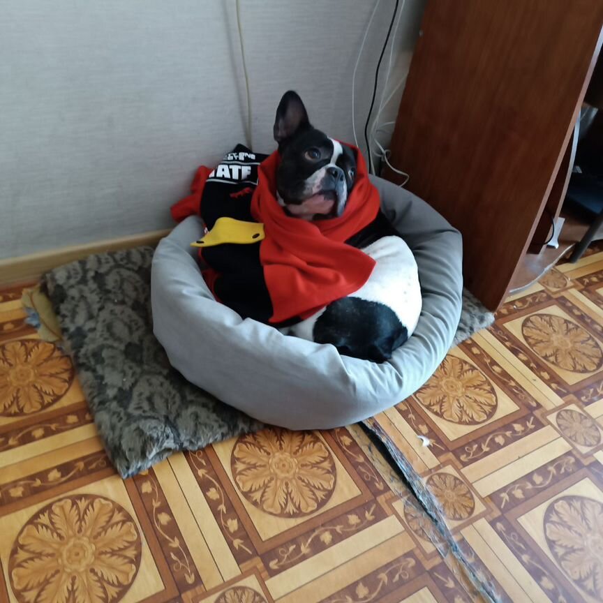 Кофта Максима (подстилка для животных )