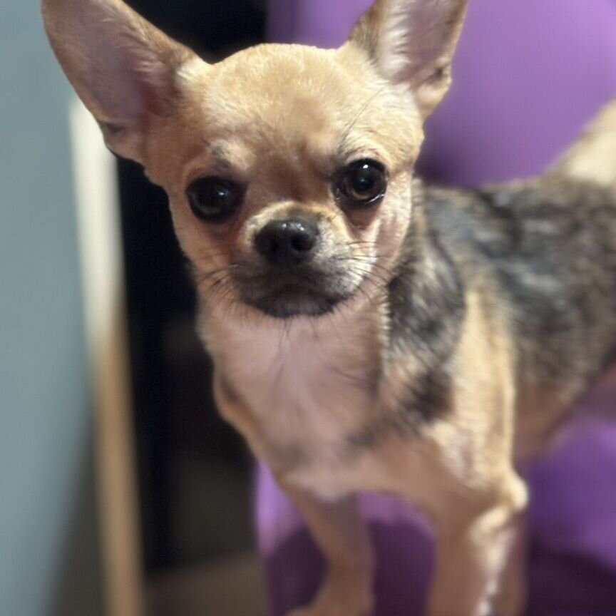 Вязка кобель чихуахуа мини