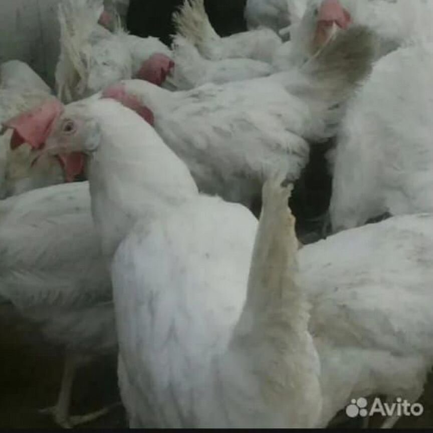 Куры несушки продам