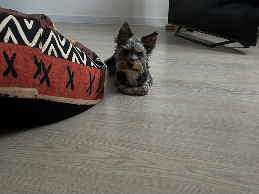 Йоркширский терьер