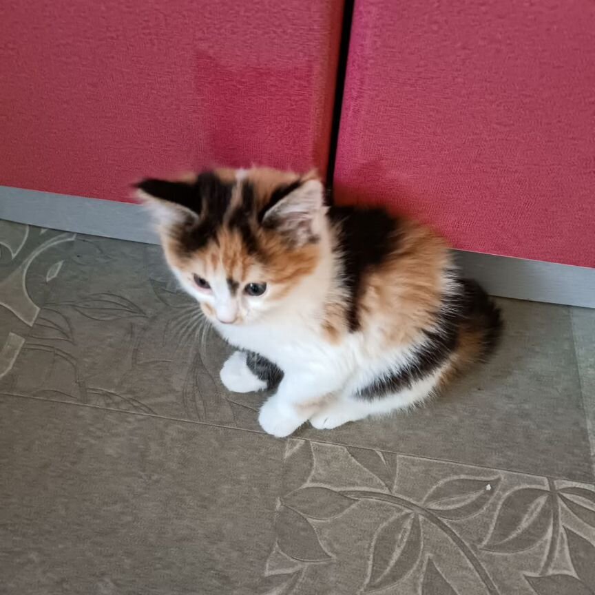 Кошка в дар