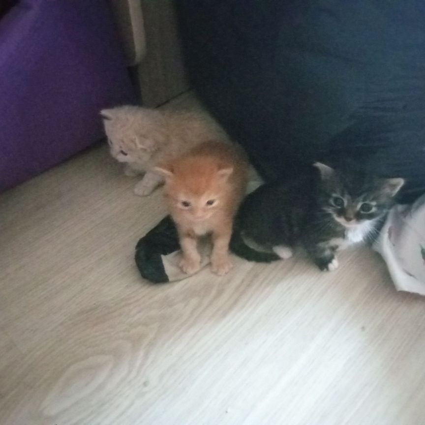 Котята в хорошие руки бесплатно