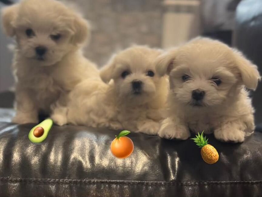 Мальтийская Болонка