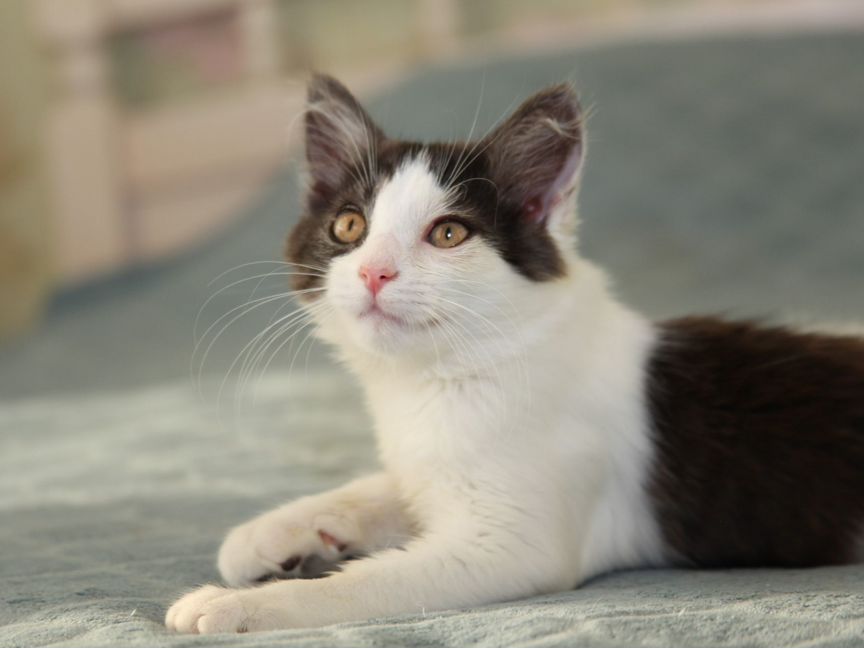 Ласковый мурлыка котенок Тишка в дар