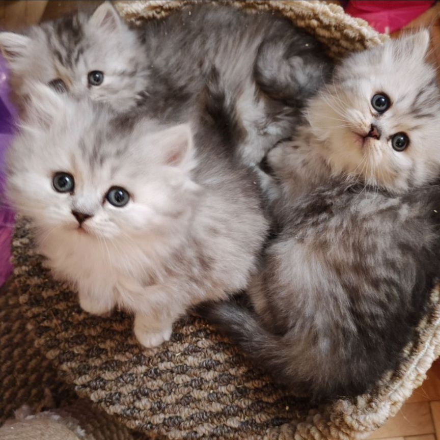 Шотландский прямоухий длинношёрстный котёнок