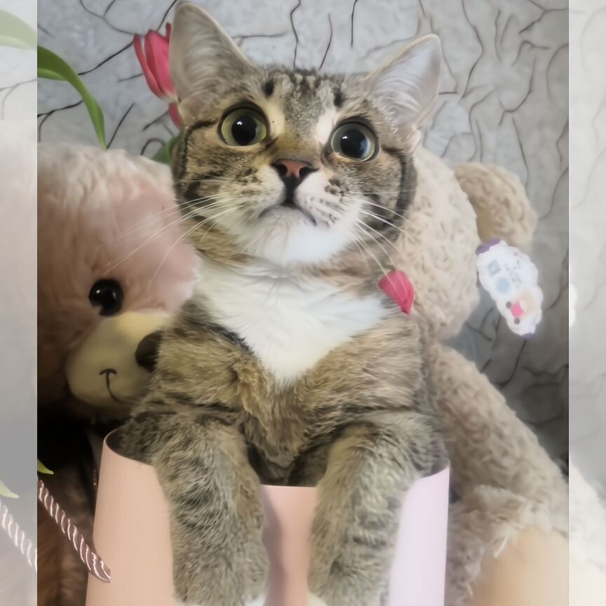 Котёнок в добрые руки