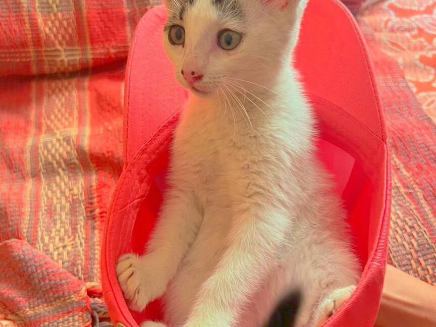 Котенок мальчик 2 месяца в добрые руки