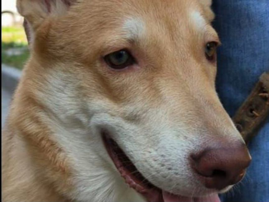 Арчи в Добрые руки