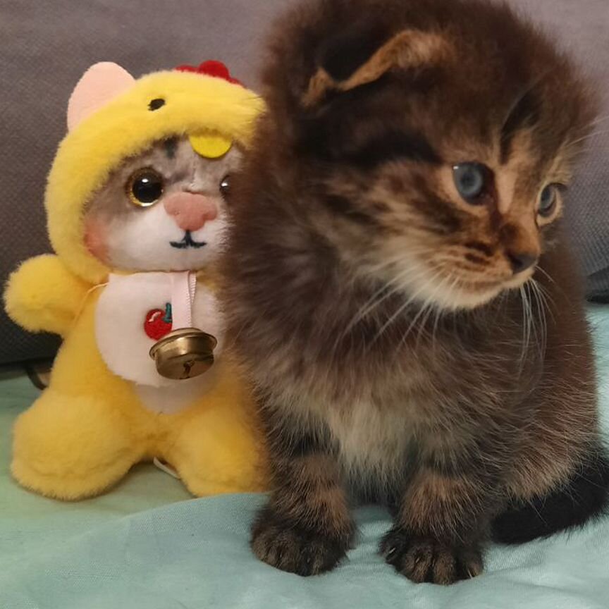 Котята в добрые руки бесплатно