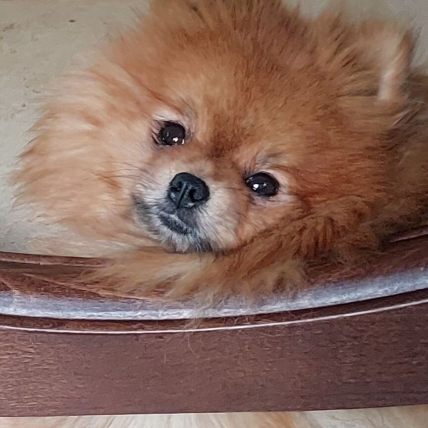 Померанский шпиц, взрослая собака