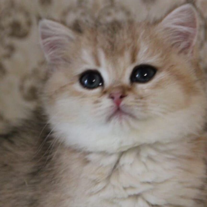 Британский короткошёрстный котёнок
