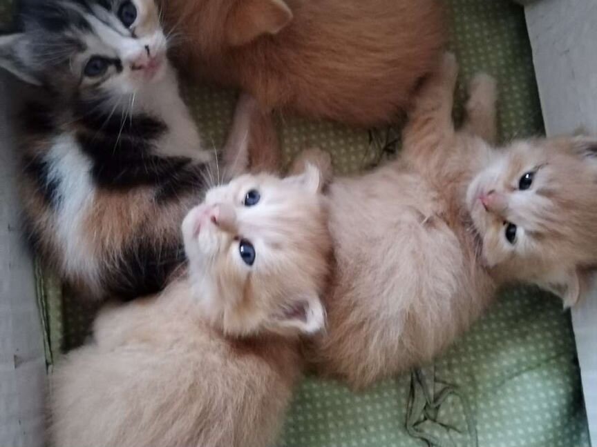 Котята в добрые руки 2 месяца