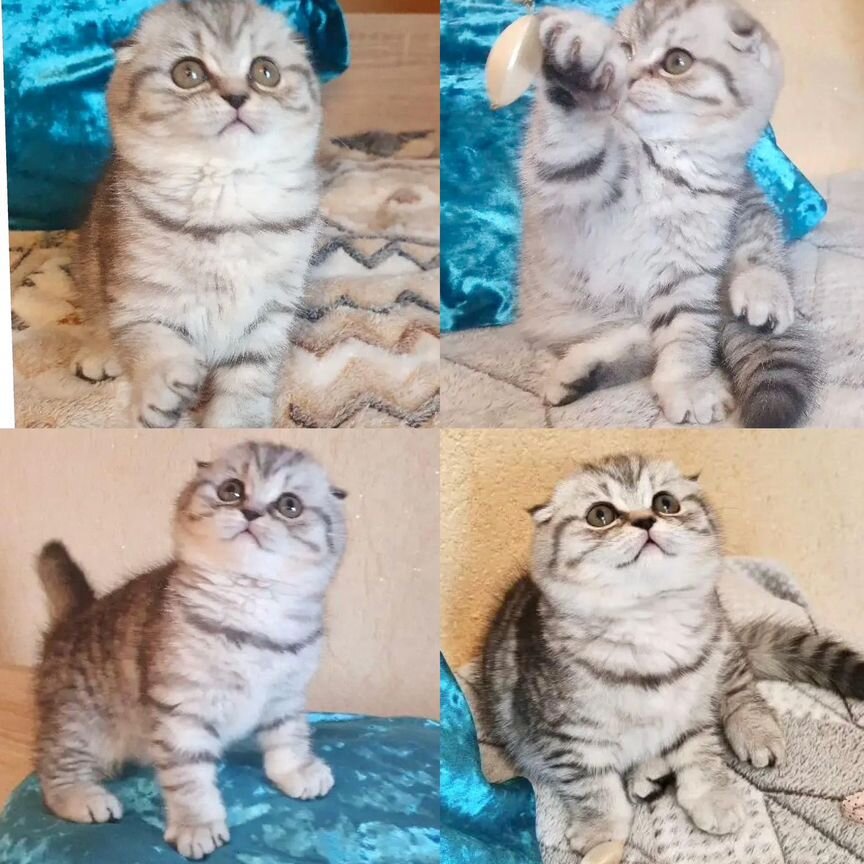 Шотландский вислоухий короткошёрстный котёнок