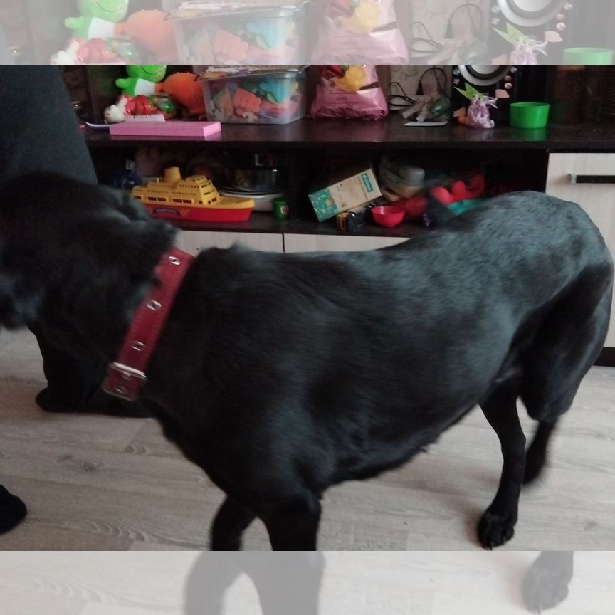 Лабрадор-ретривер, взрослая собака