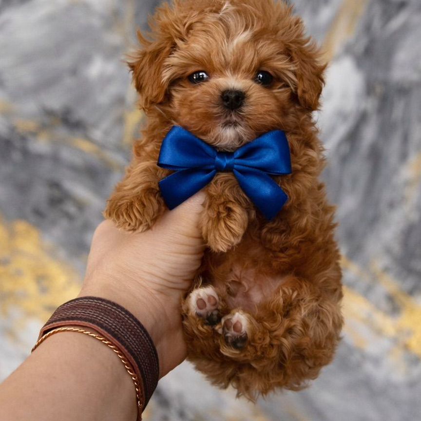 Мальтипу, щенок