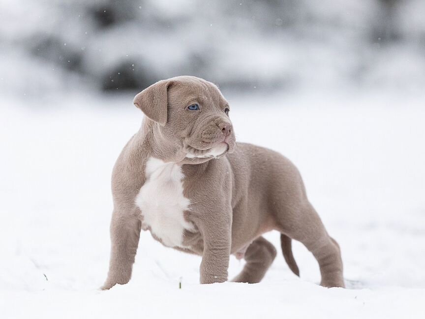 Американский булли xl