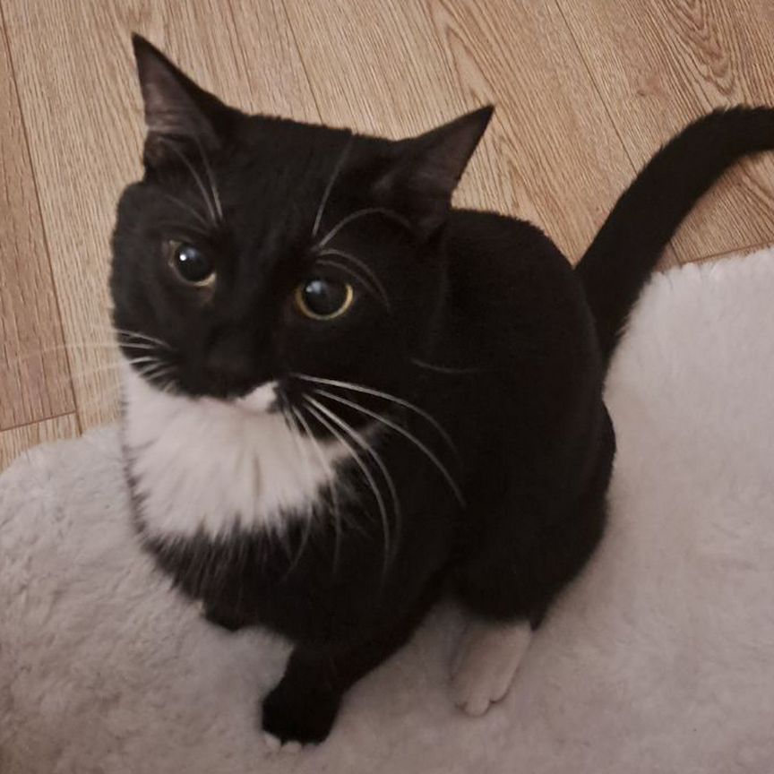 Взрослый кот в добрые руки