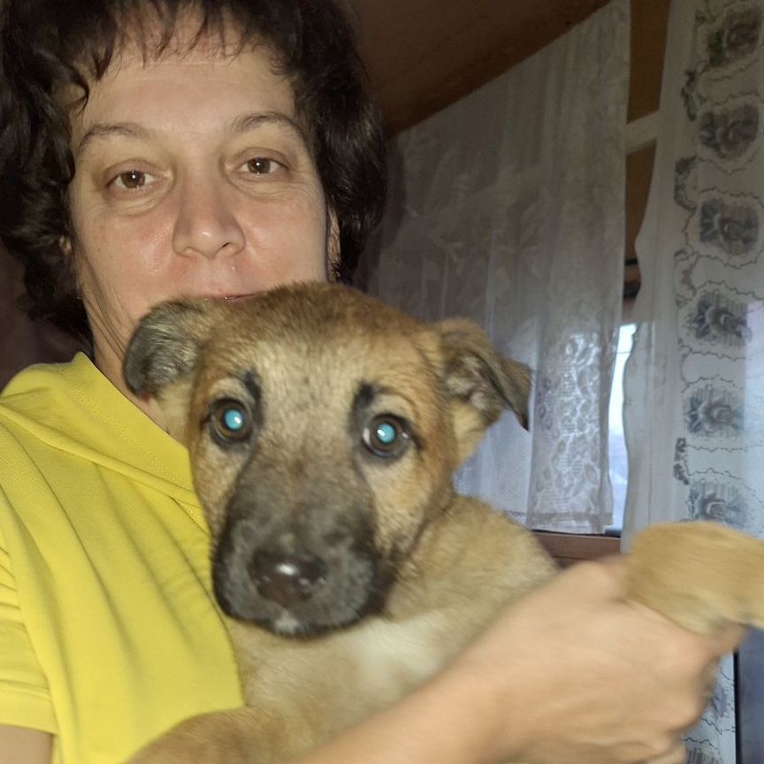 Щенок в добрые руки