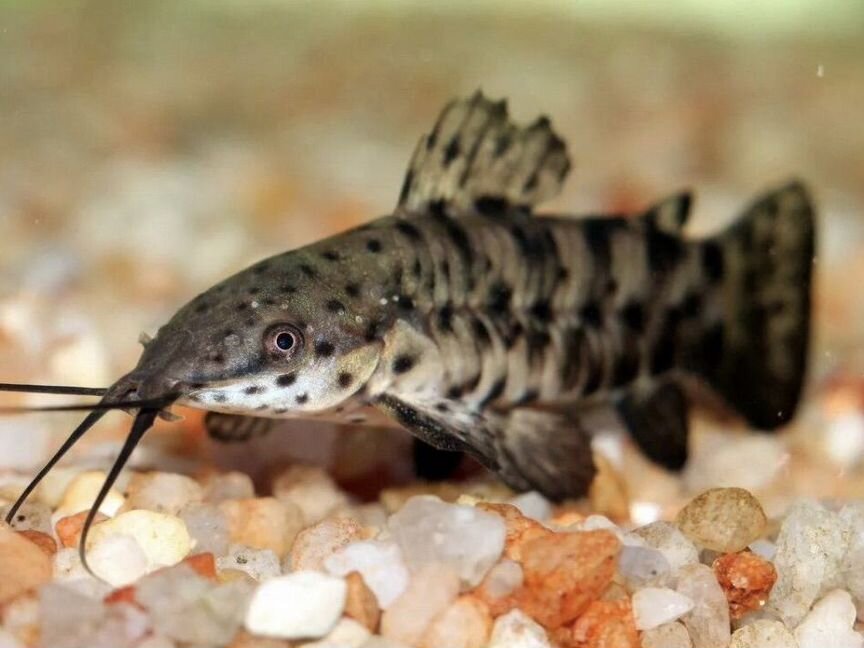 Сом таракатум