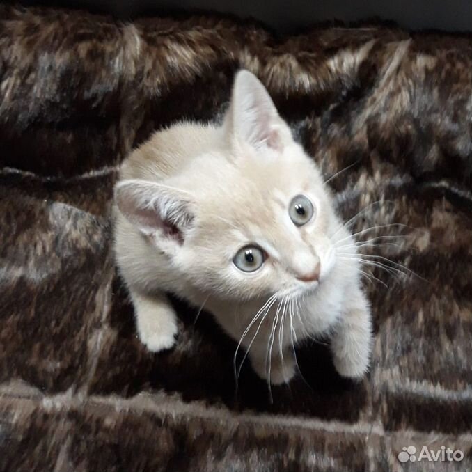 Котенок персиковый мальчик