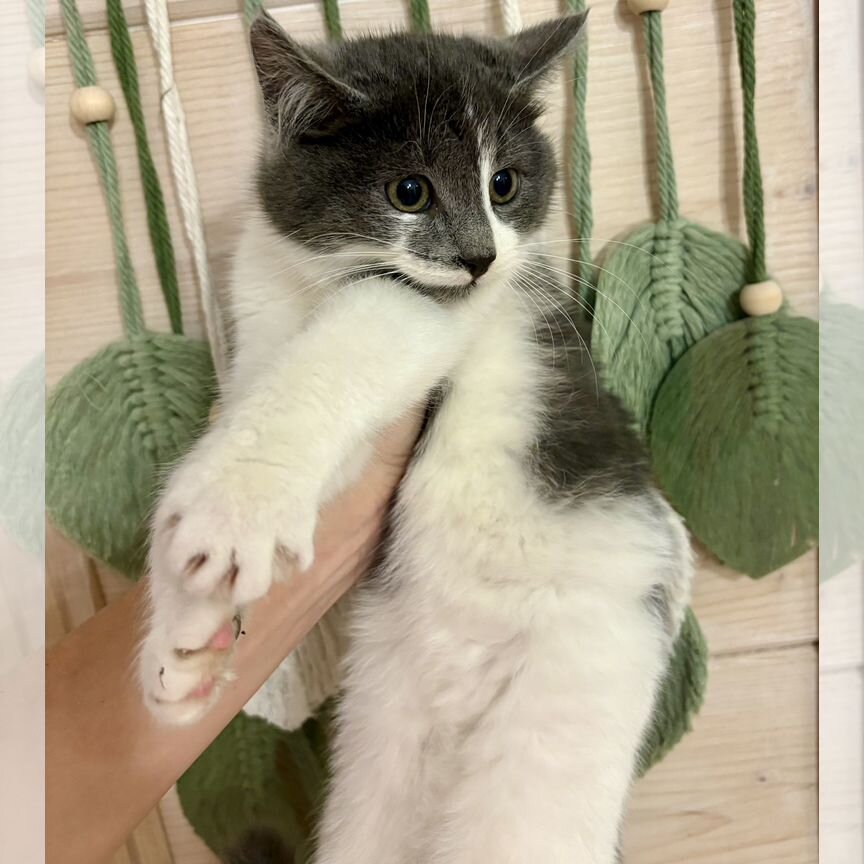 Котёнок в добрые руки