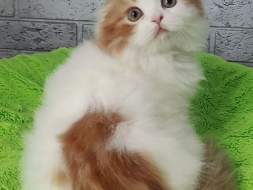 Вислоухий котик