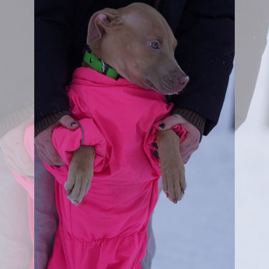 Американский питбультерьер, щенок