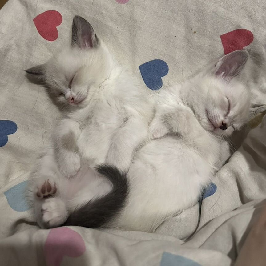 Тайский котёнок