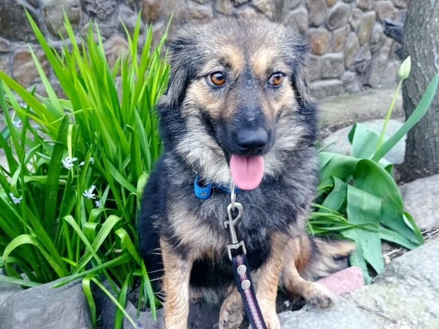 Собака в добрые руки