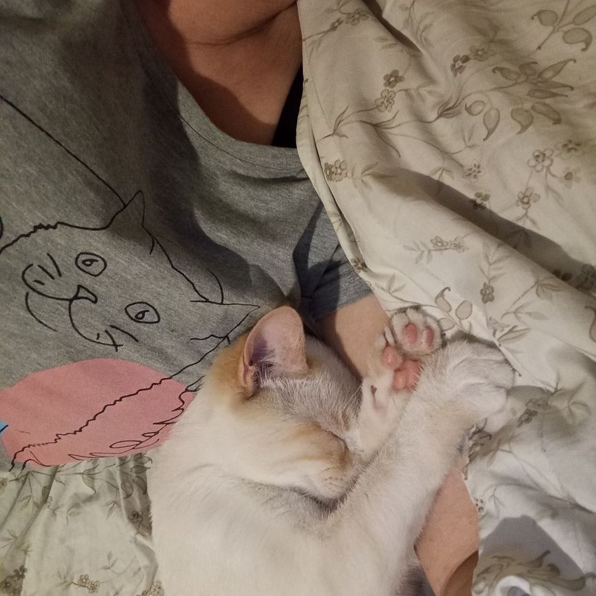 Отдам в добрые руки котенка мальчика