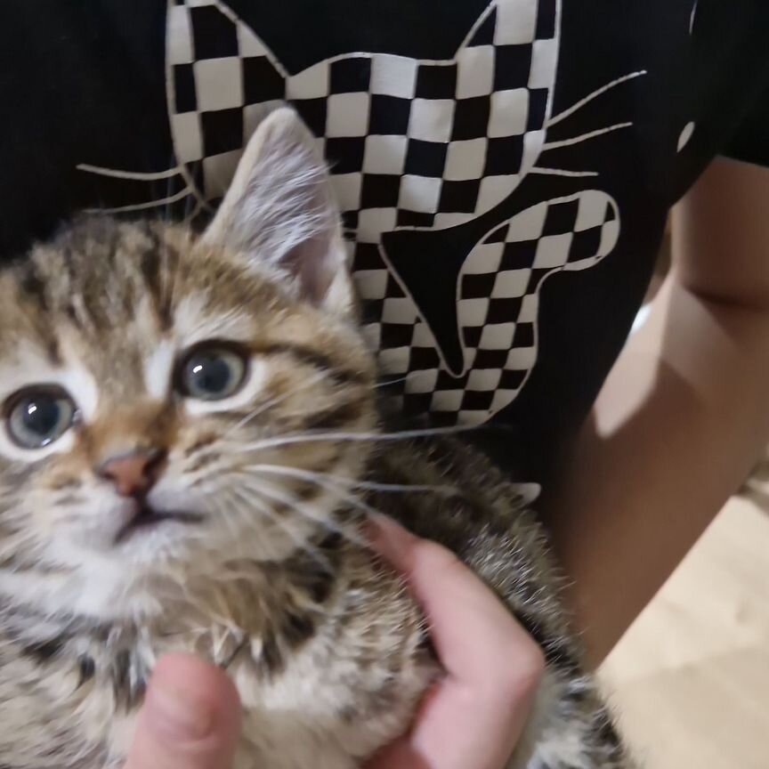 Котенок