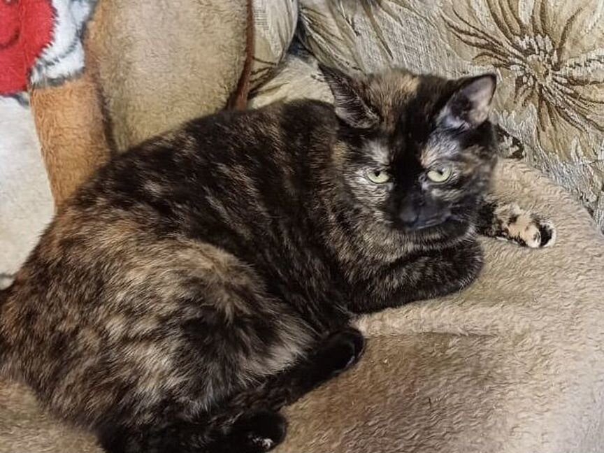 Кошки