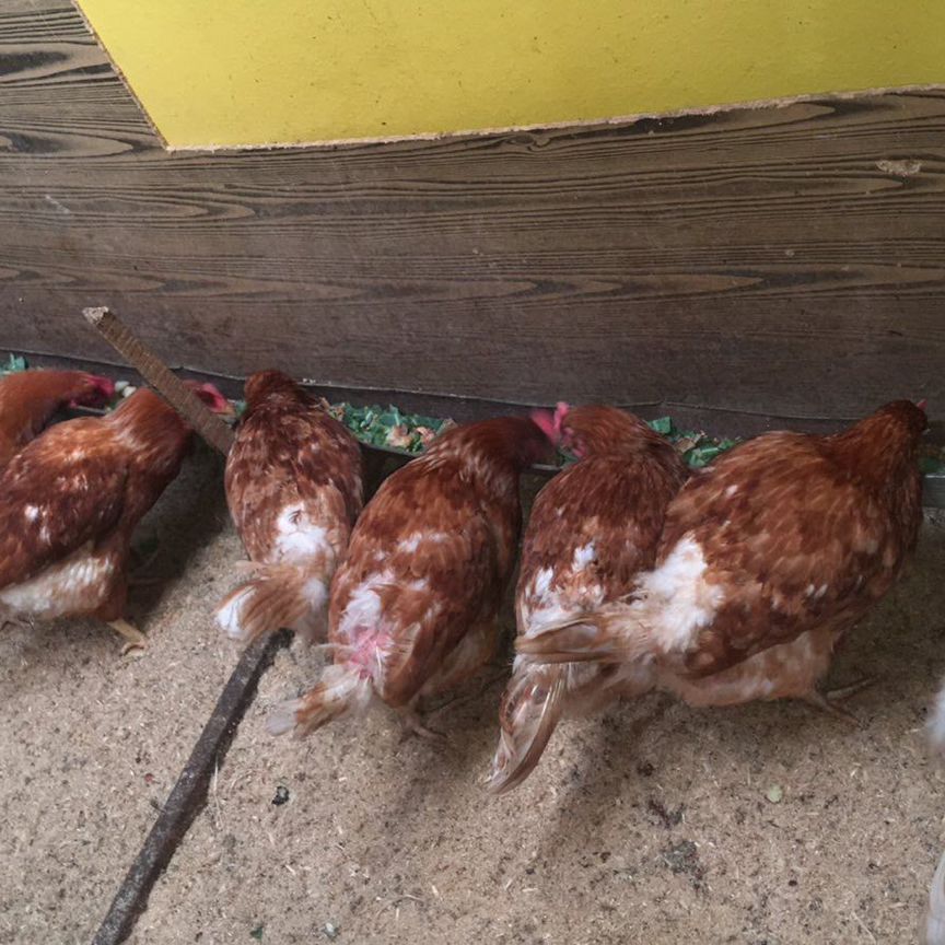 Куры несушки продам