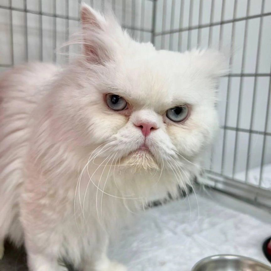 Осиротевший котик ищет дом