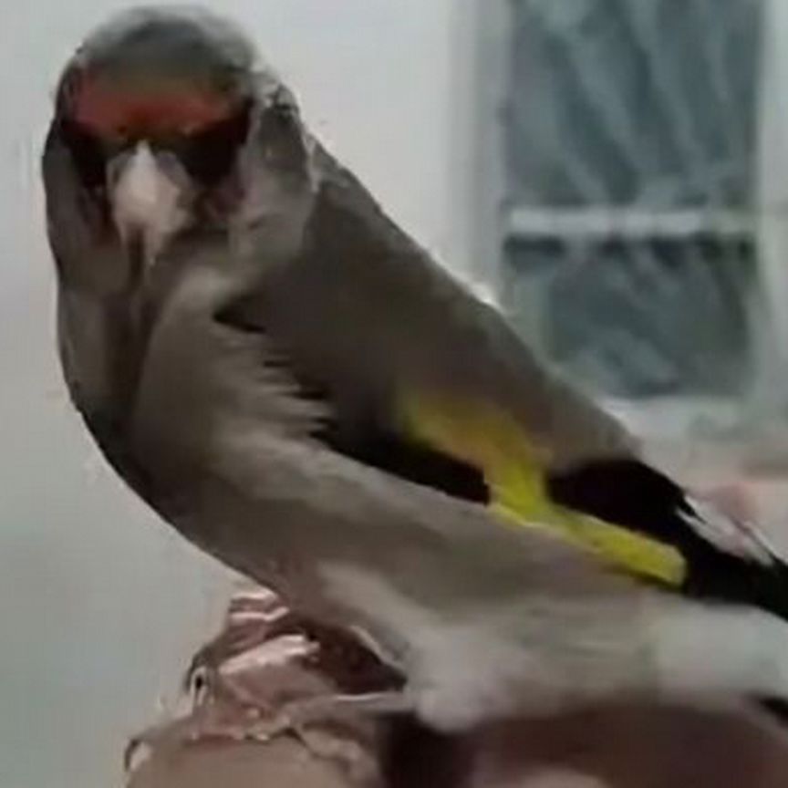 Седоголовый щегол