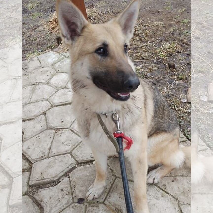 Малинуа /грюнендаль в добрые руки
