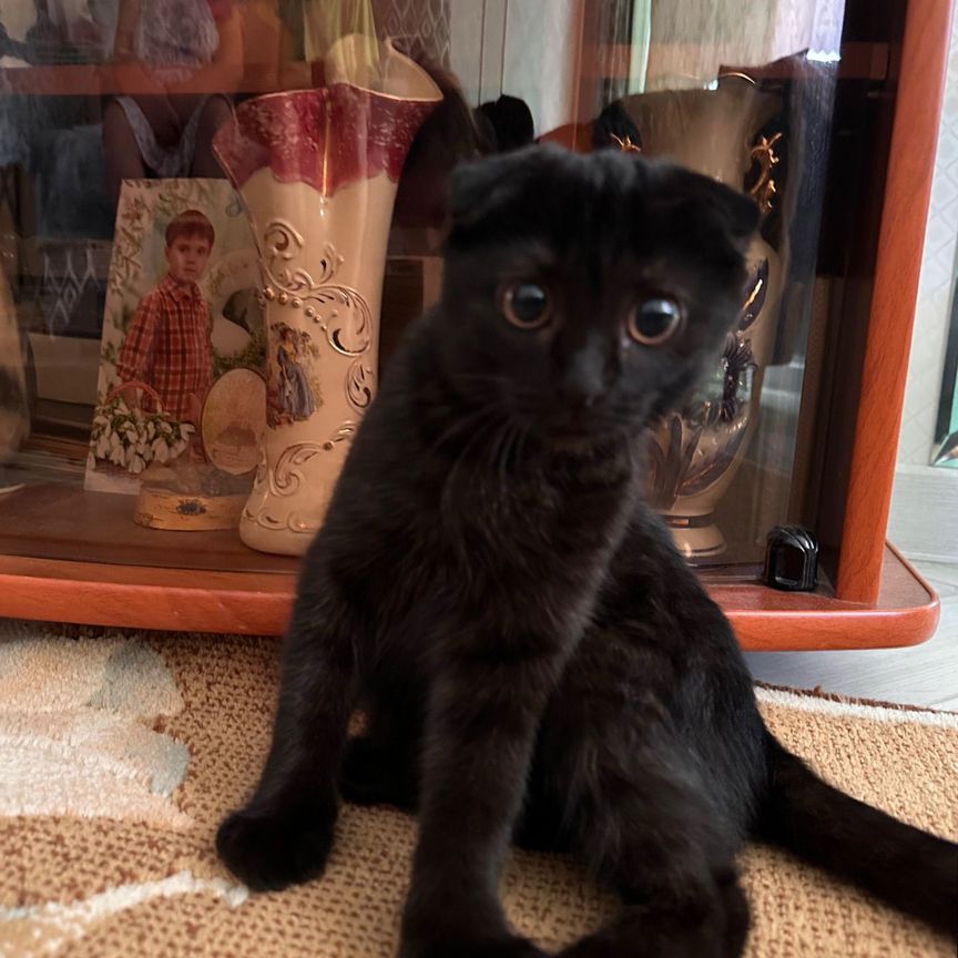 Кошечка