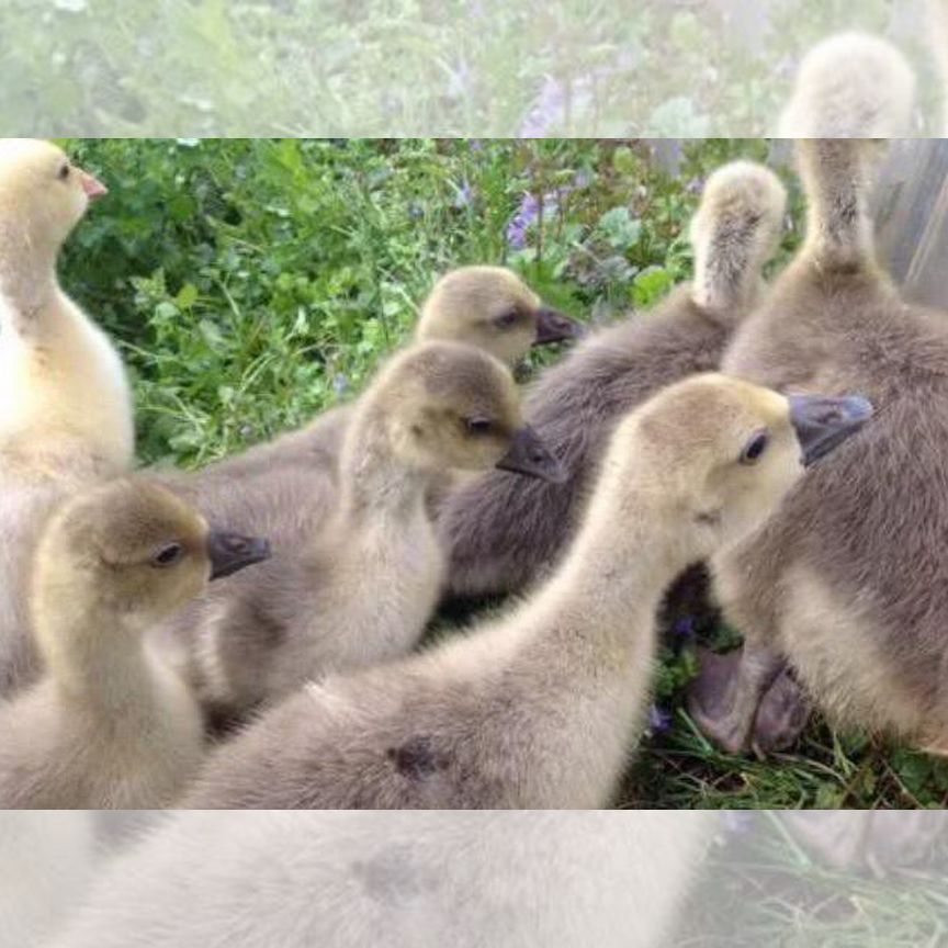 Гусь