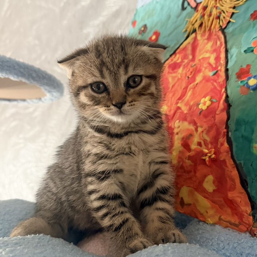Шотландский вислоухий короткошёрстный котёнок