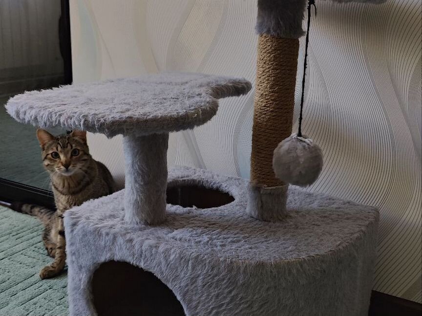 Когтеточка с домиком б/у