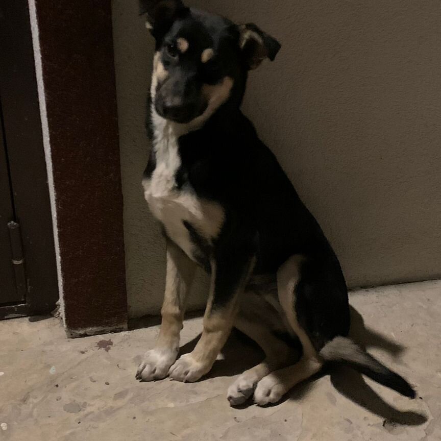 Собачка ищет семью