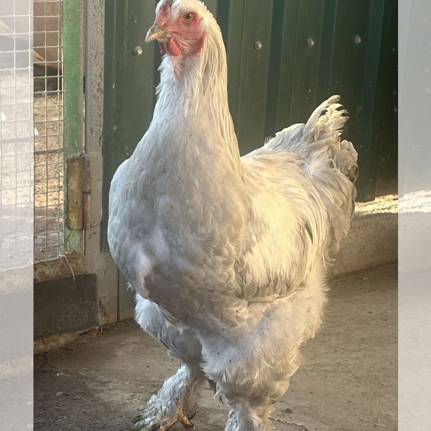 Брама изабелла жемчуг