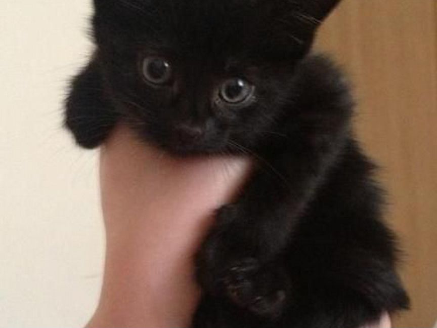 Пушистенькая малышка 2 месяца