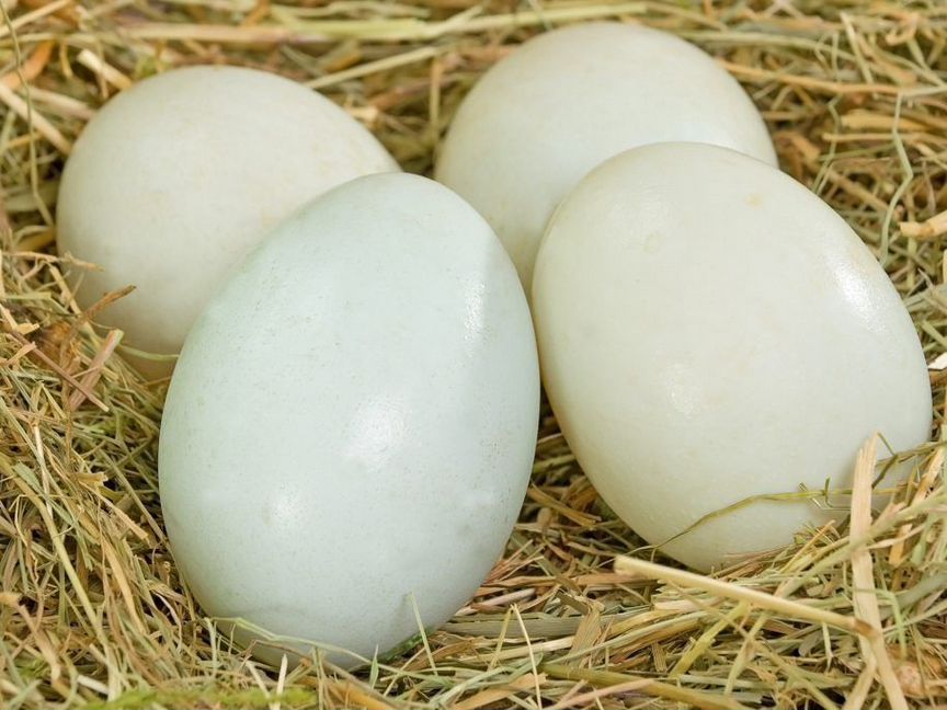 Яйцо утиное продам